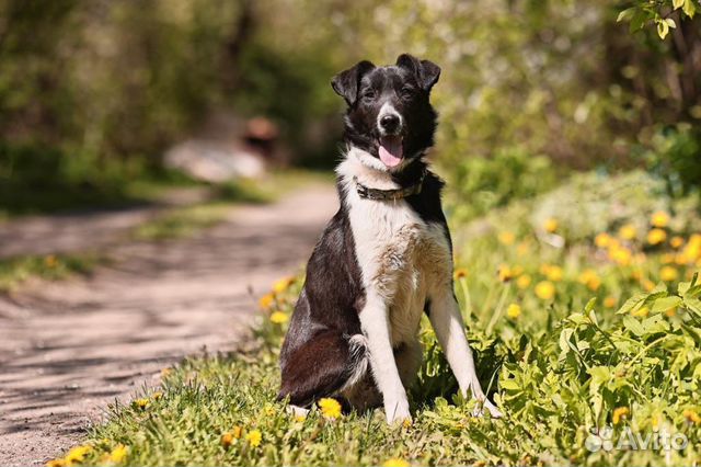 Самая верная, умная Собака