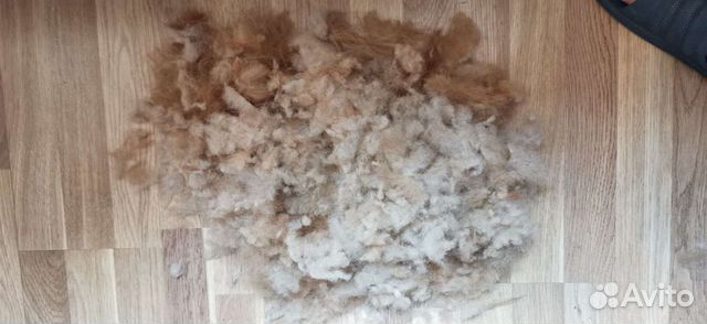 Шерсть от шпица