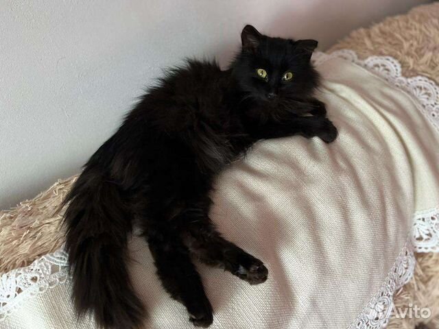 Кошка