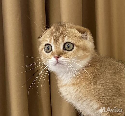 Золотая Звездочка