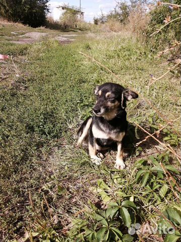 Маленькая собачка и её детки ищут дом