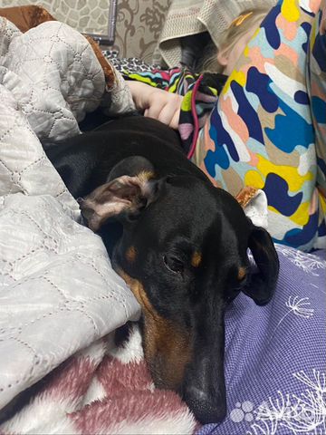 Такса ищет хозяина