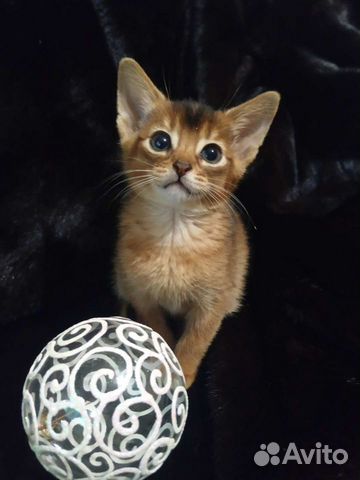 Абиссинский клубный котенок дикого окраса