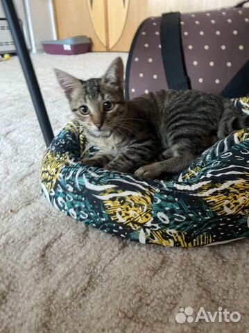 Котята отдам в добрые руки бесплатно