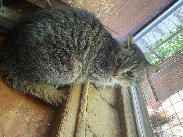 Подбросили к месту кормления бездомышей