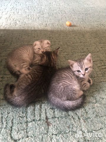 Шотландские котята
