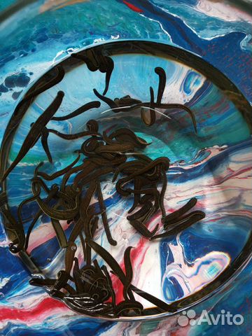 Пиявки Восточные