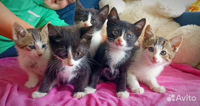 5 очень ласковых малышей 2 мес в дар