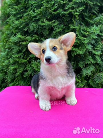 Малышка Корги