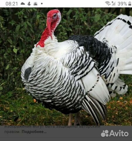 Индюк и индюшки