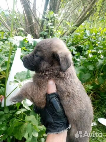 Щенки бесплатно