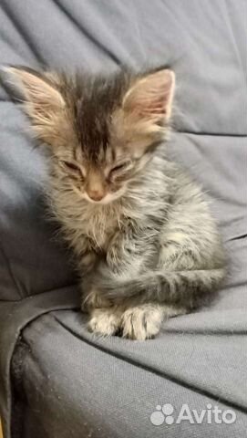 Кошка в дар бесплатно