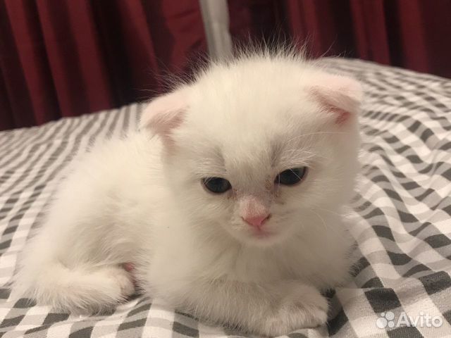 Продам котенка вислоухого