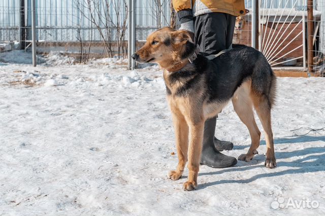 Донечка - собака компаньон
