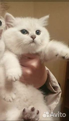 Британские котята серебристые шиншиллы
