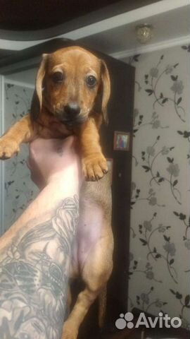 Кроличья такса