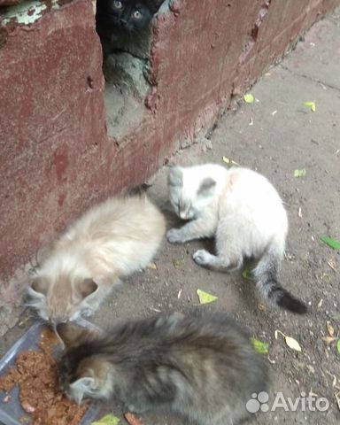 Красивые котята пытаются выжить на улице