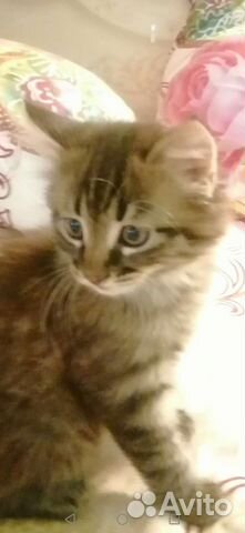 Котенок В дар бесплатно