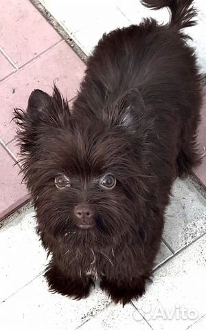 Мимишная шоколадная йорочка