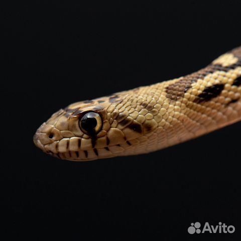 Сосновая змея (pituophis catenifer affinis)