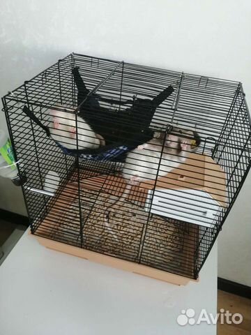 Крысы бесплатно