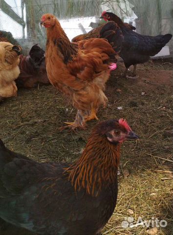 Петухи Брама Палевая