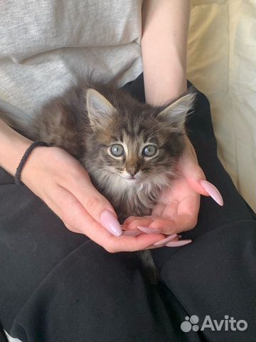 Отдам котёнка хорошим людям