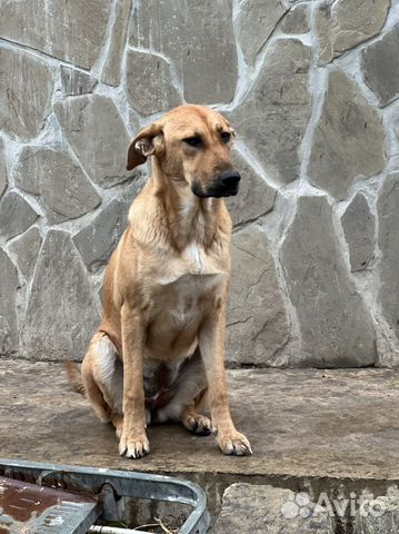 Дина ишет дом