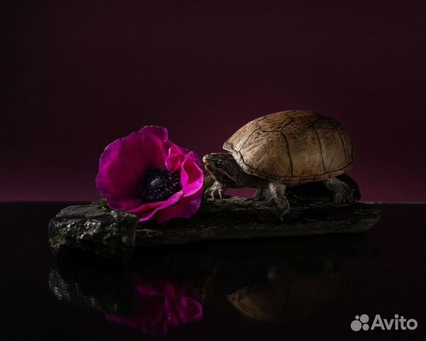 Мускусная черепаха (sternotherus odoratus)