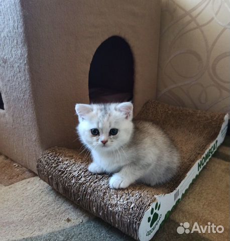 Шотландская вислоухая котята