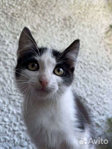 Котята в добрые руки (даром)