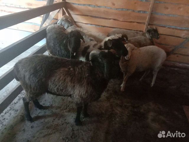 Овцы бараны