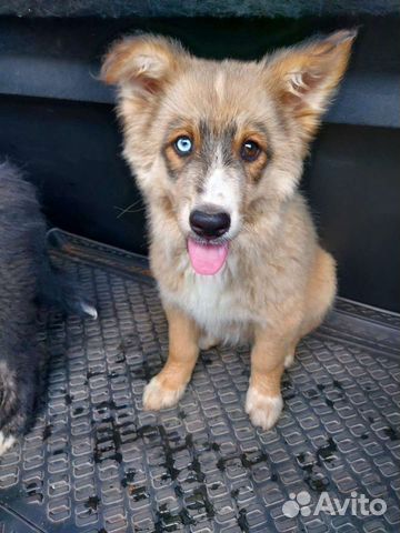 Щенки в добрые руки