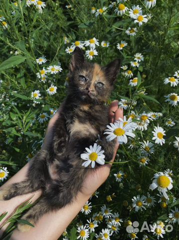 Нежная и любвеобильная кошечка