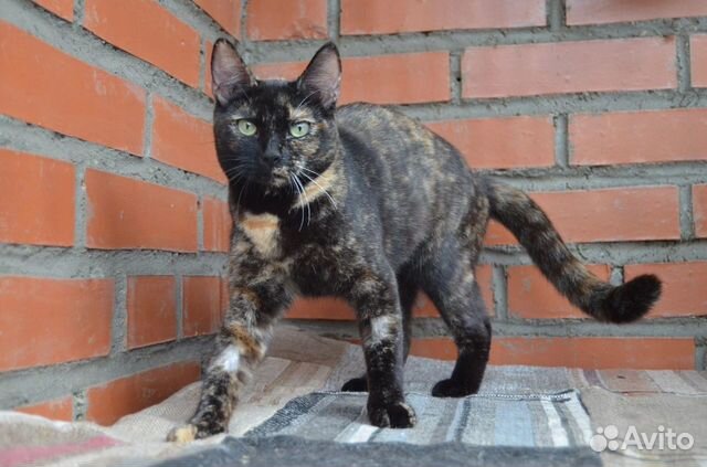 Кошка-подружка