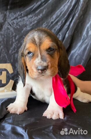 Щенки бассет хаунд РКФ