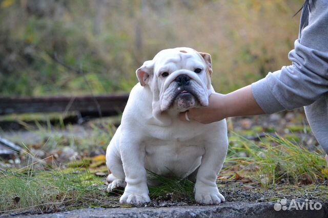 Английский бульдог