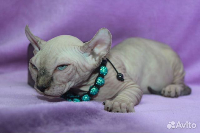 Кошечка Двельф