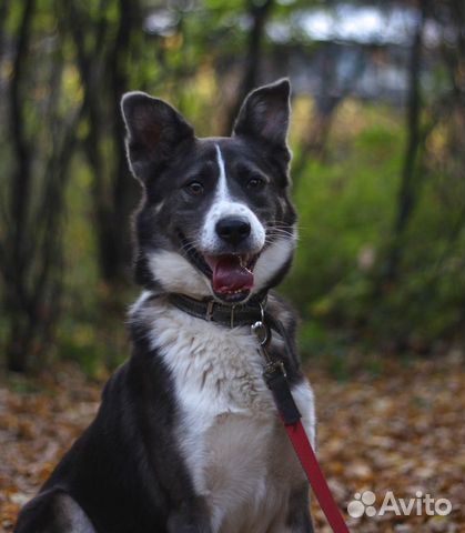 Граф в добрые руки