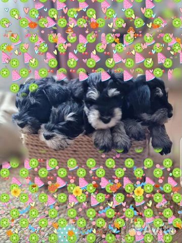 Собака цвергшнауцер