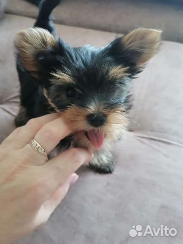 Йоркширский терьер