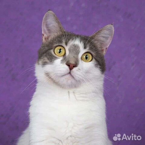 Афина. Знает что вам сказать