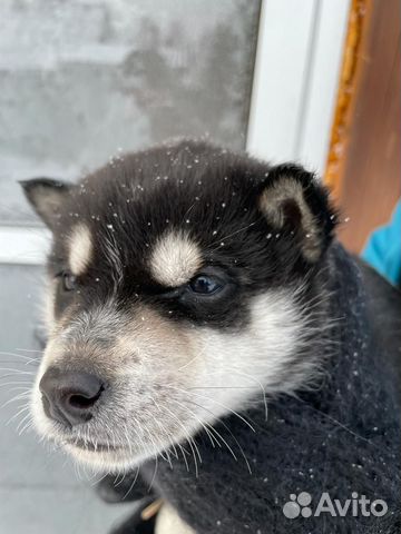 Собаки щенки