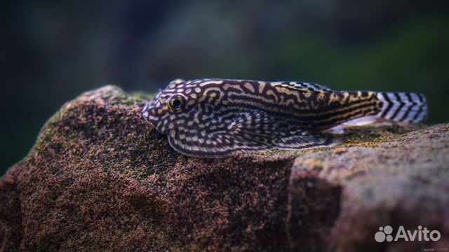 Гастромизон пунктулатус - Аквасалон Дискус