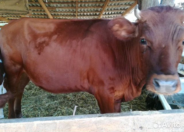 Тёлка 1.6 года