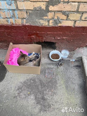 Кошка с новорожденными котятами на улице