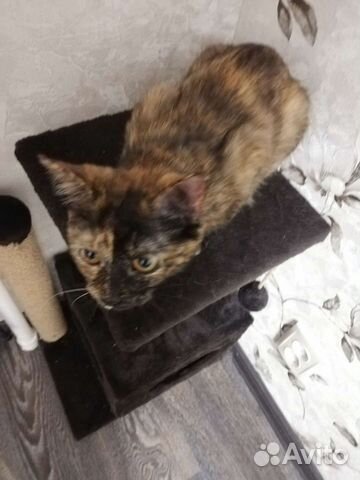 Кошка в добрые руки