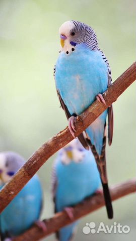 Отдам волнистого попугая девочка