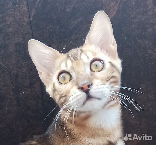 Бенгальская мраморная красотка