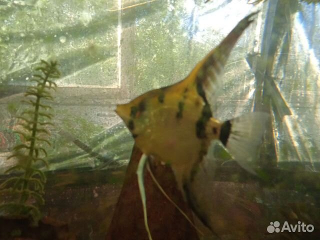 Аквариумные рыбки